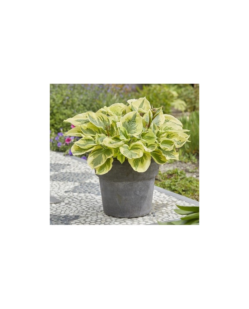 Hosta 'Paisley Border' - Funkia